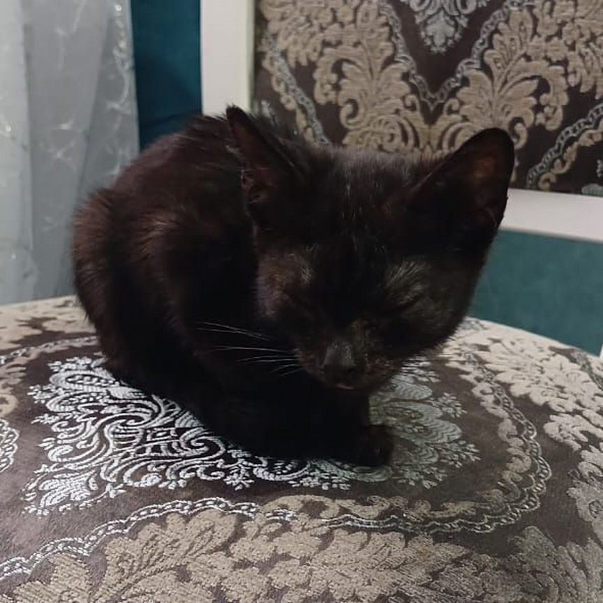 Малышка в поисках дома