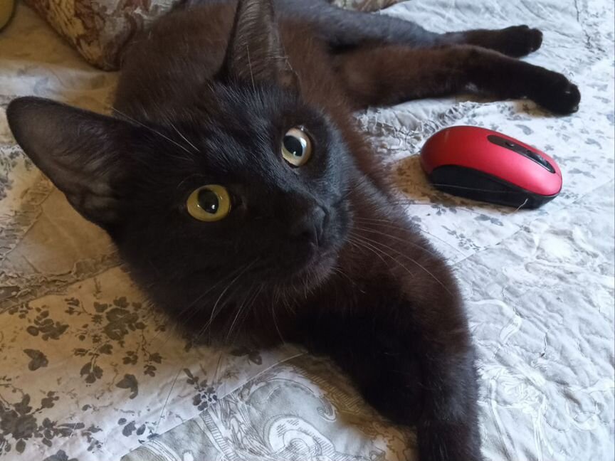 Черный котик, 1,5 года