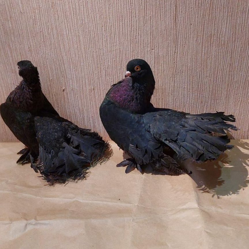 Голуби статные