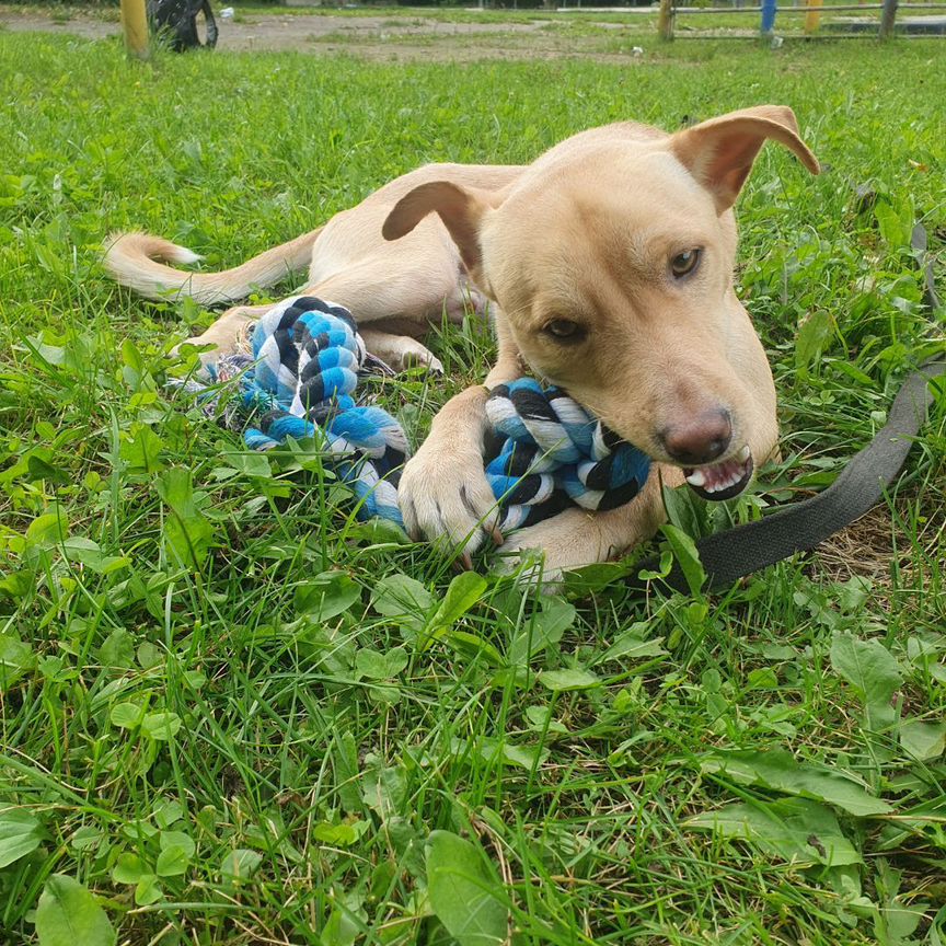 Пес Чарли в добрые руки