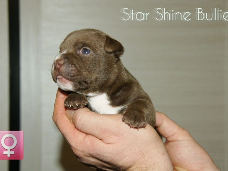 Американский булли