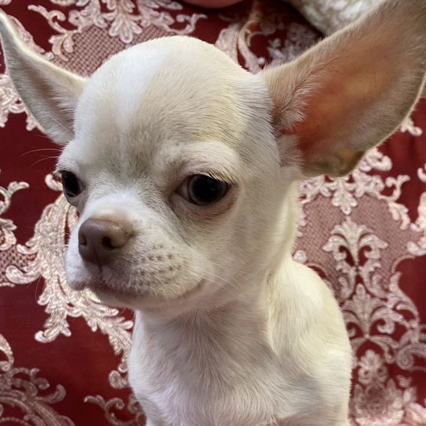 Чихуахуа, щенок