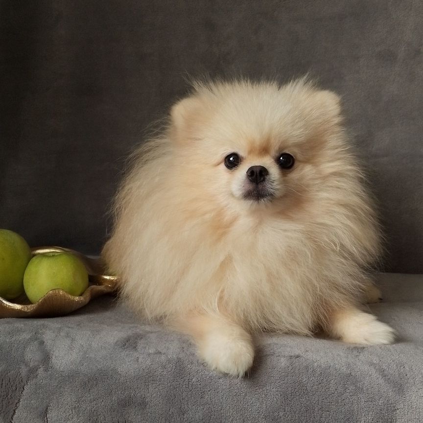 Померанский шпиц, взрослый пёс