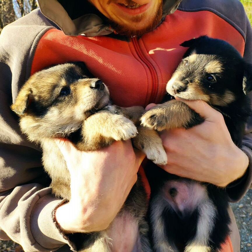 Отдам щенят в добрые руки