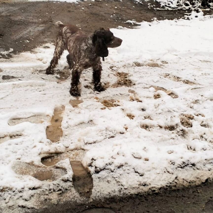 Русский охотничий спаниель щенки