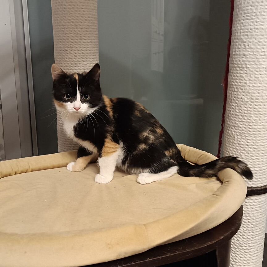 Трёхцветная кошечка