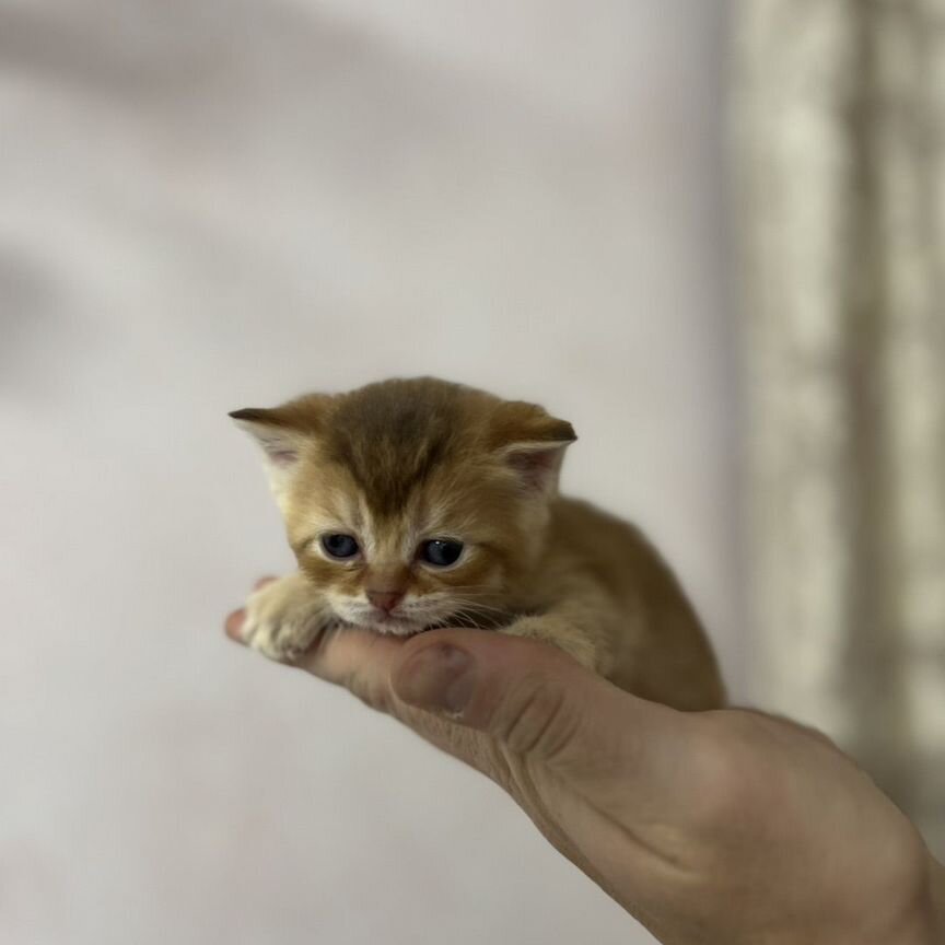 Котята шиншиллы