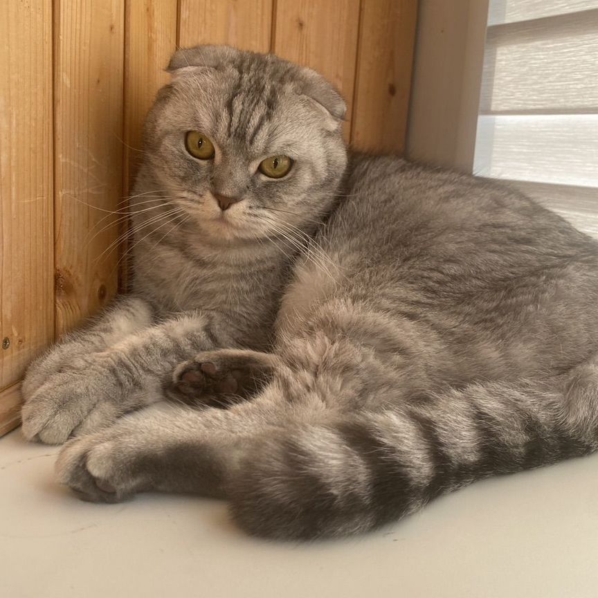 Шотландский вислоухий короткошёрстный, взрослый кот