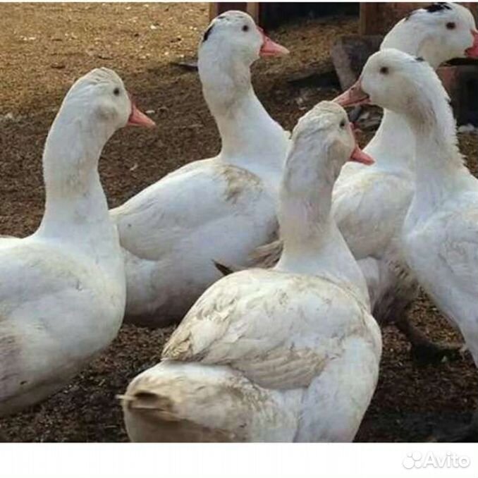 Утки муларды