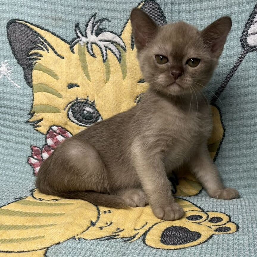 Европейский бурманский котёнок