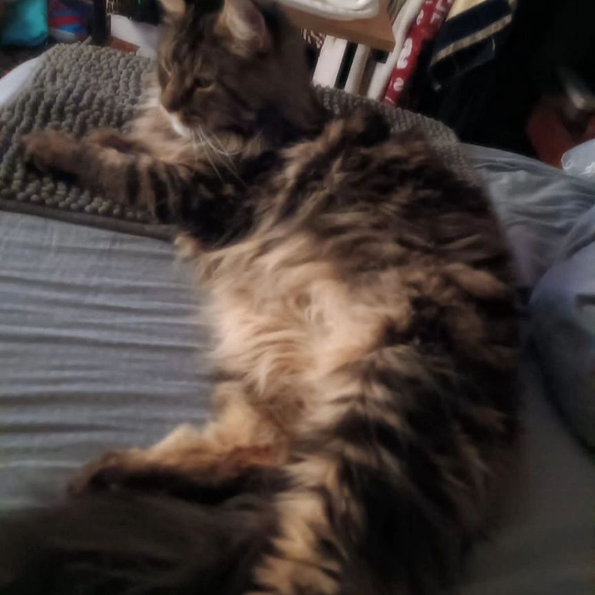 Котик мейкун