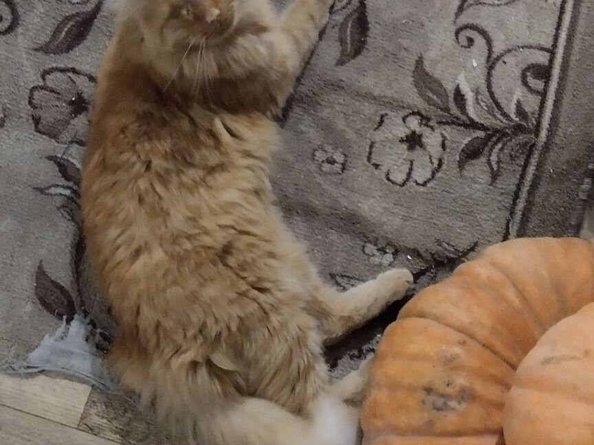 Рыжий кот Сильвер