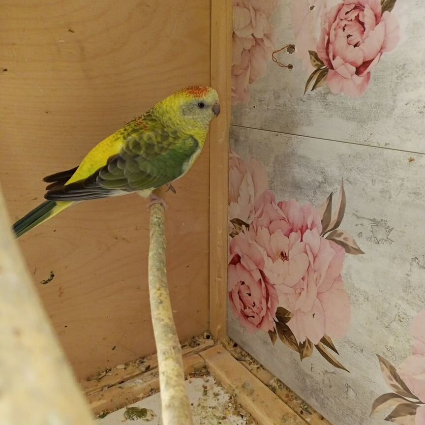 Попугай "Какарик"