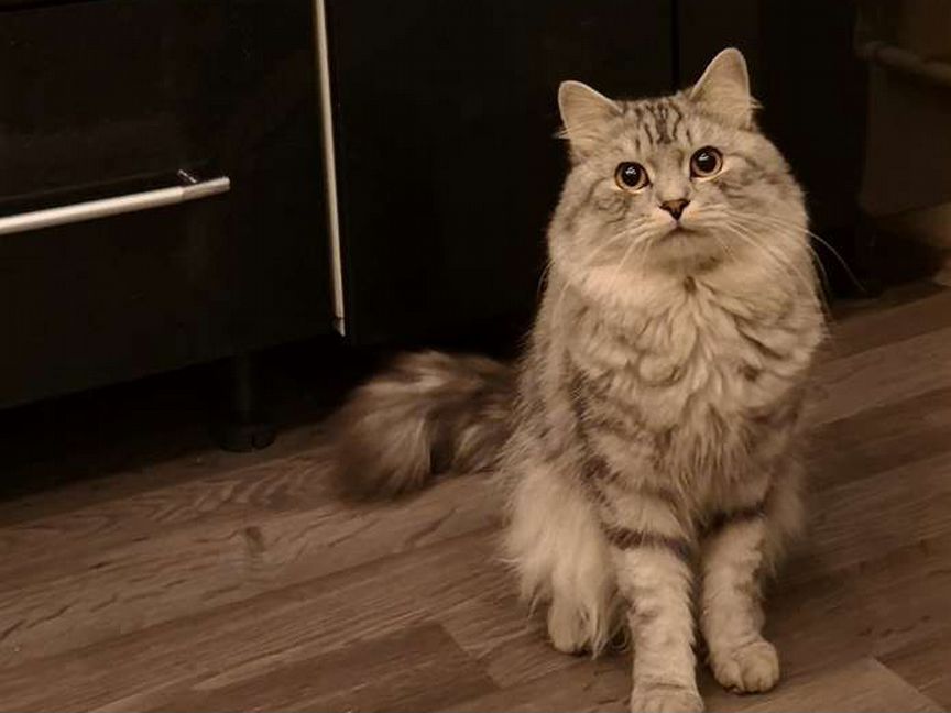 Котик в добрые руки