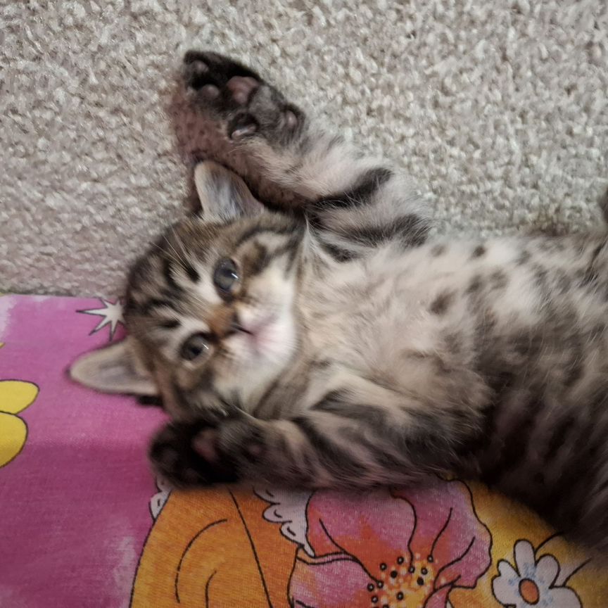 Шотландский вислоухий короткошёрстный котёнок