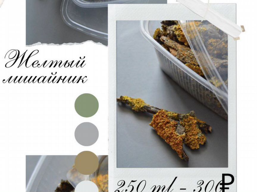 Палочки с лишайником желтый