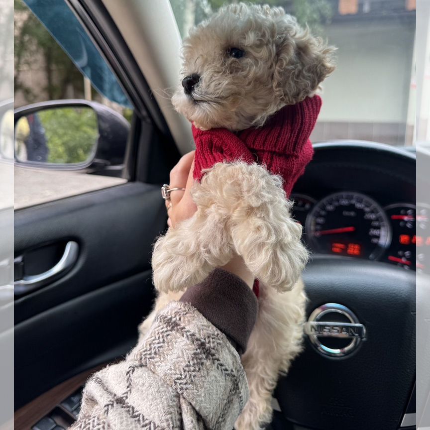 Вяжаная кофта для животного, размер S