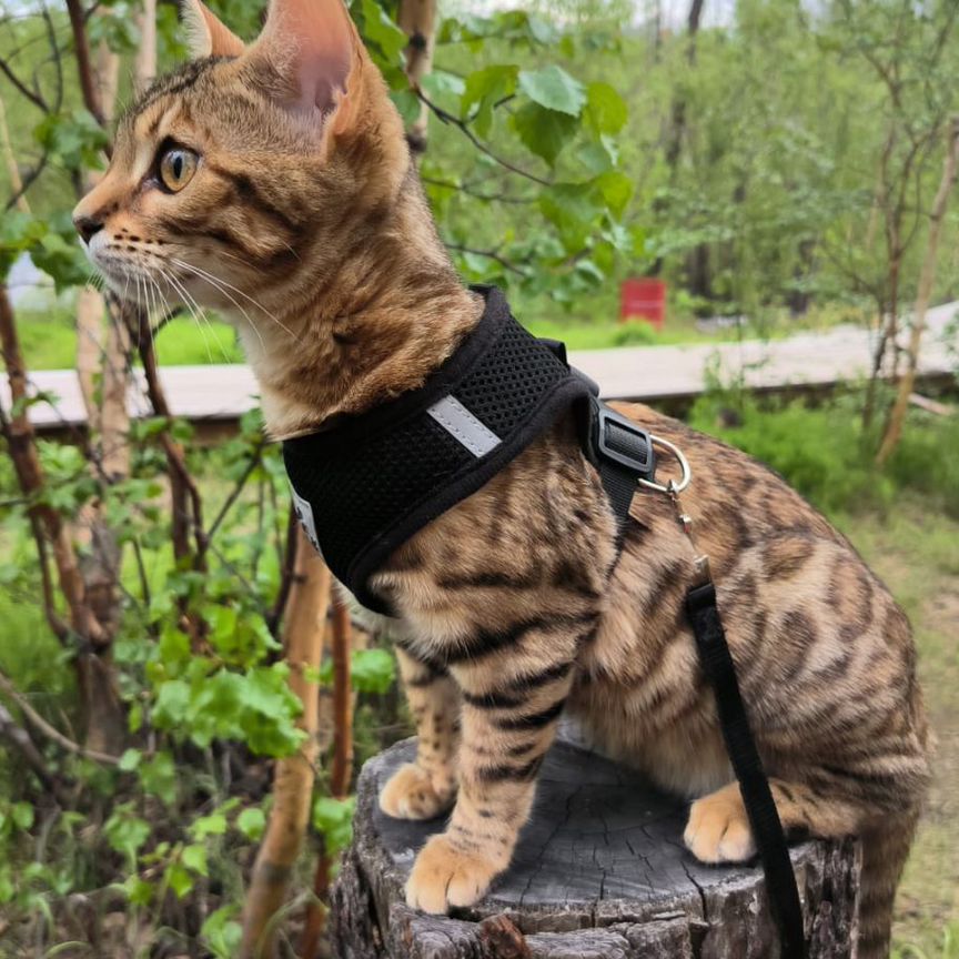 Бенгальская кошка вязка