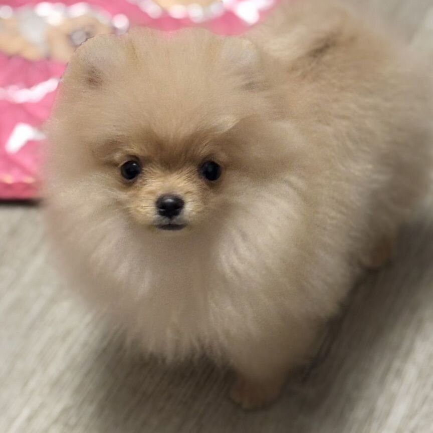Померанский шпиц, щенок