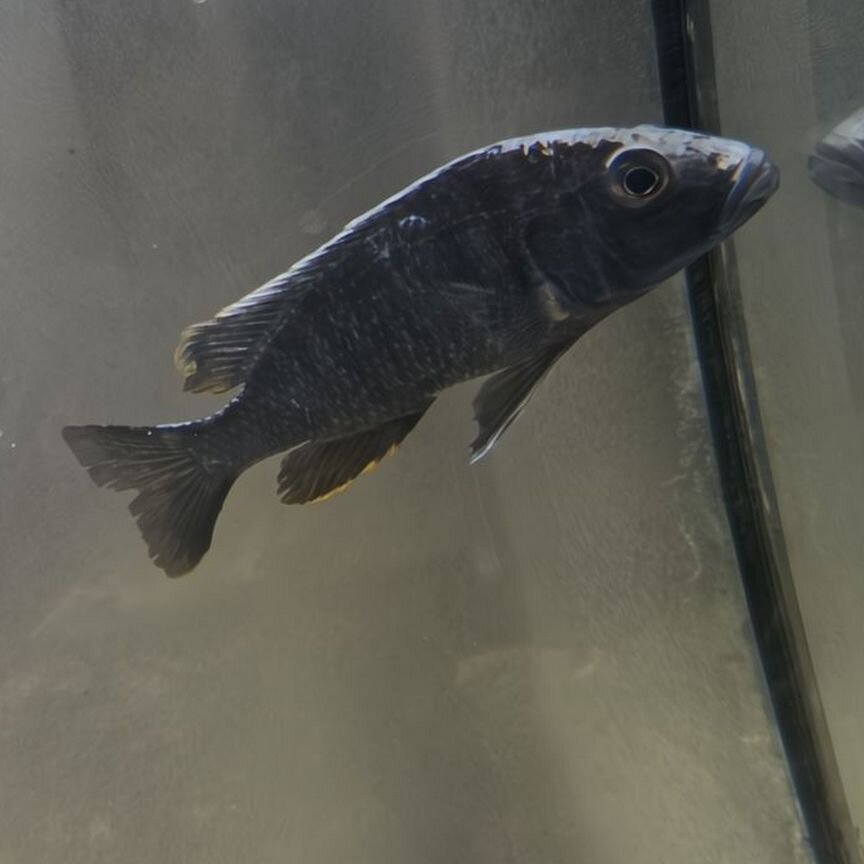 Продам аквариумных рыбок