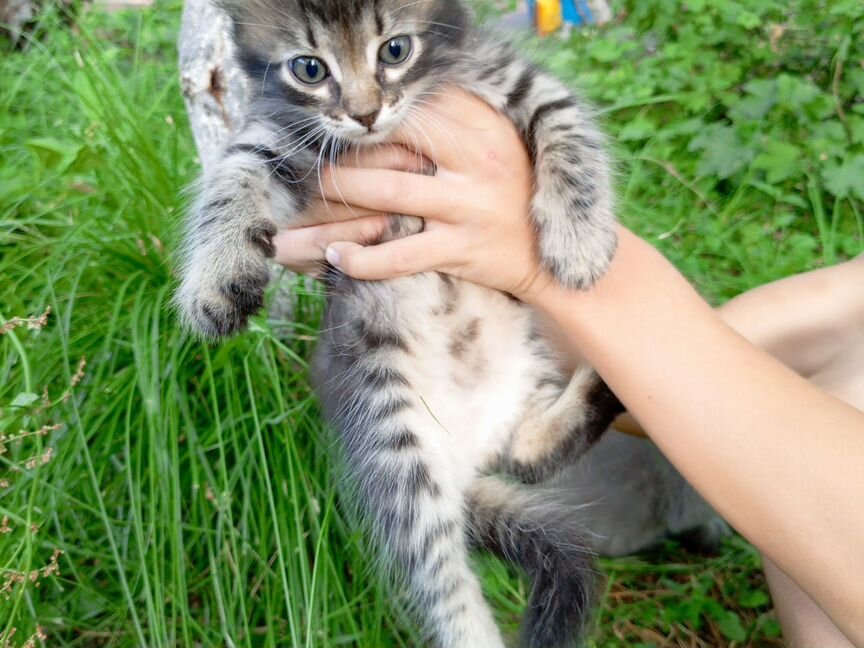 Котята девочки мальчики