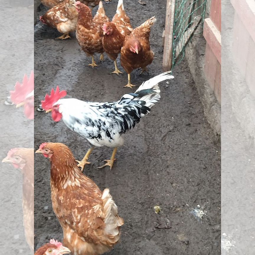 Инкубационное яйцо