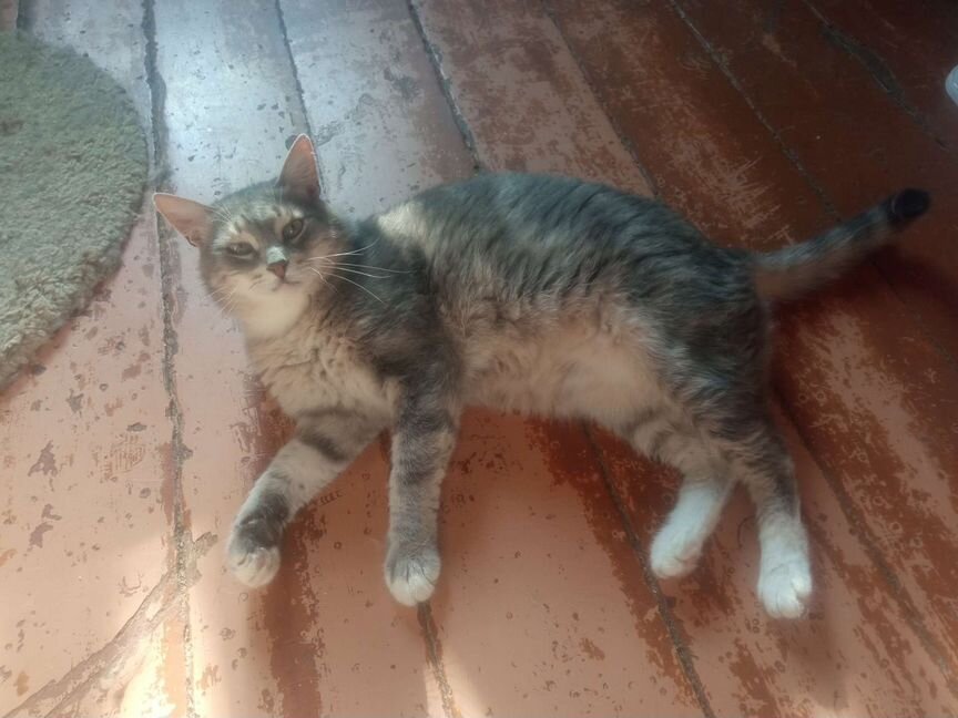Котик в добрые руки