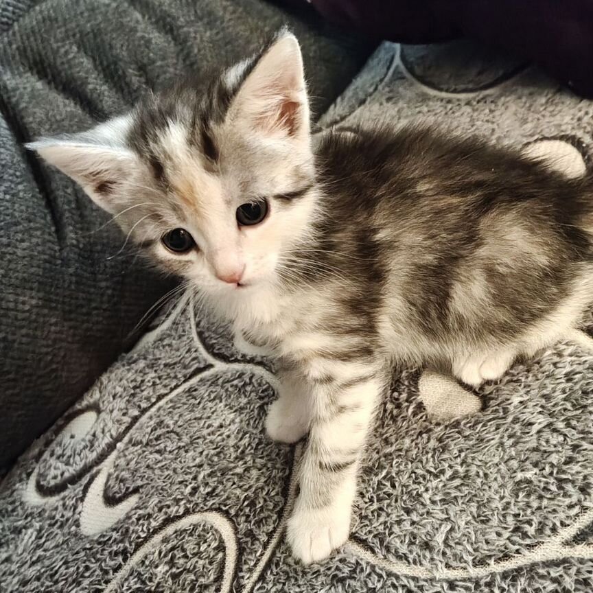 Котёнок в добрые руки