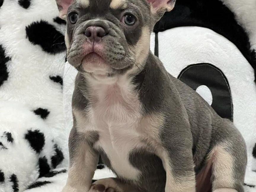 Французский бульдог Лилак тан Девочка