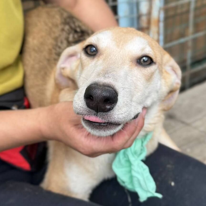 Щенок в добрые руки