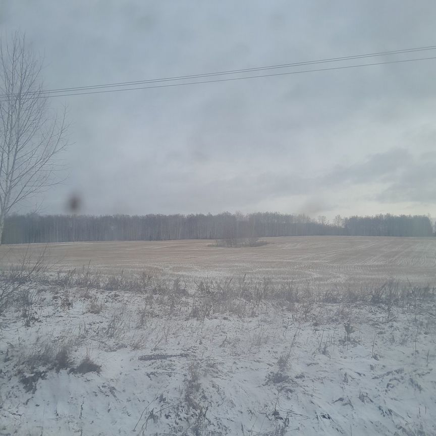 Лайка, взрослая собака