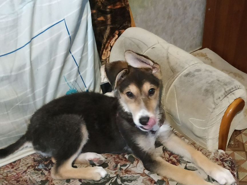 Собака в добрые руки отдам бесплатно