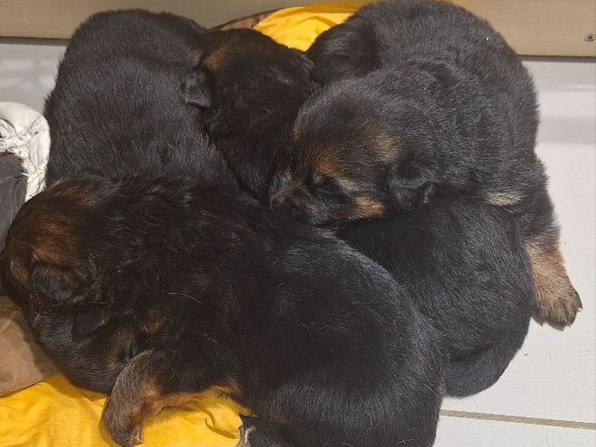 Продам щенков немецкой овчарки