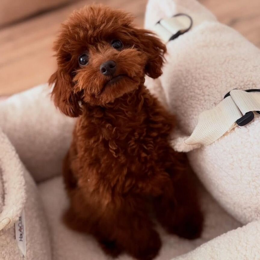 Той-пудель, щенок