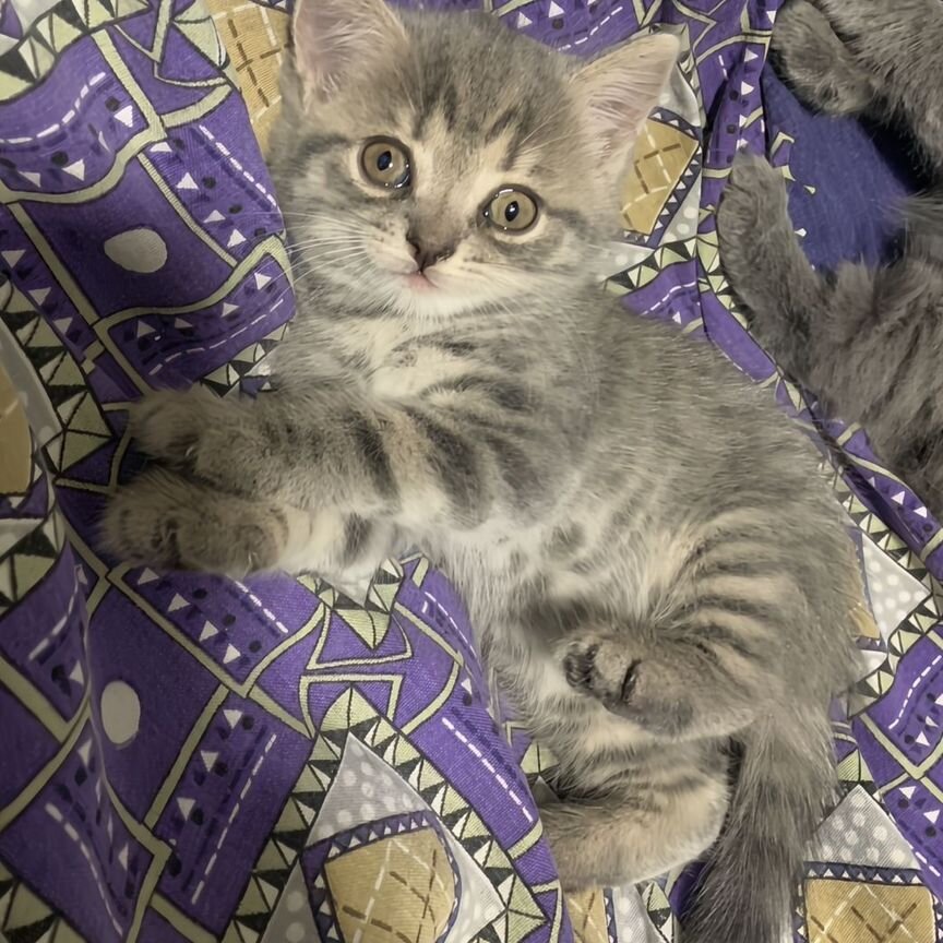 Котенок