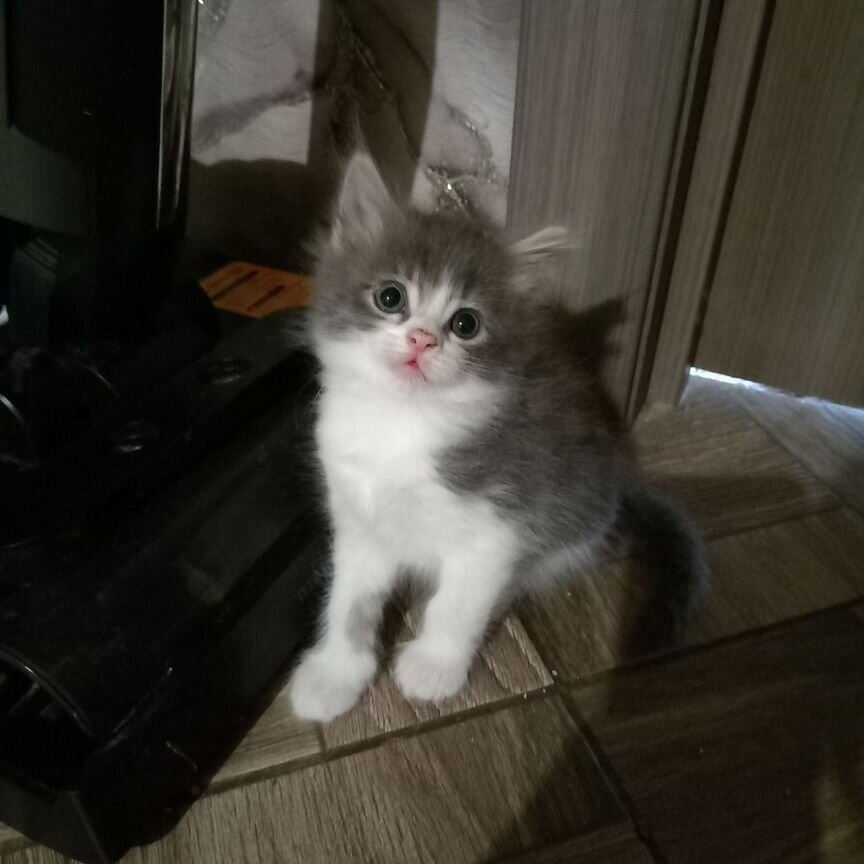 Котята бесплатно