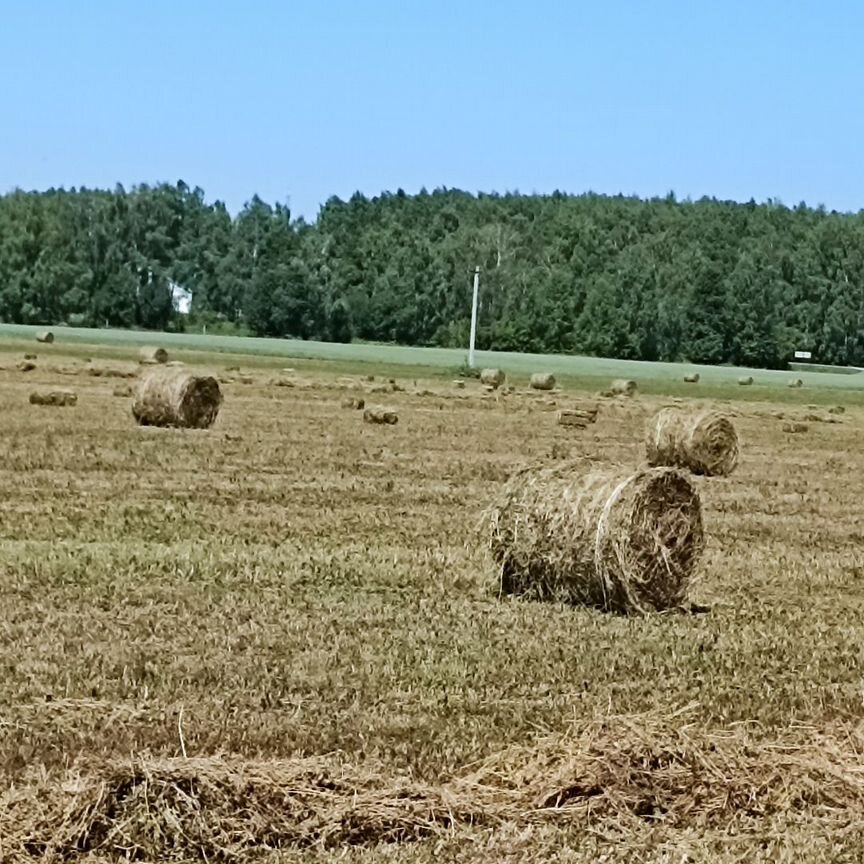 Сено в рулонах