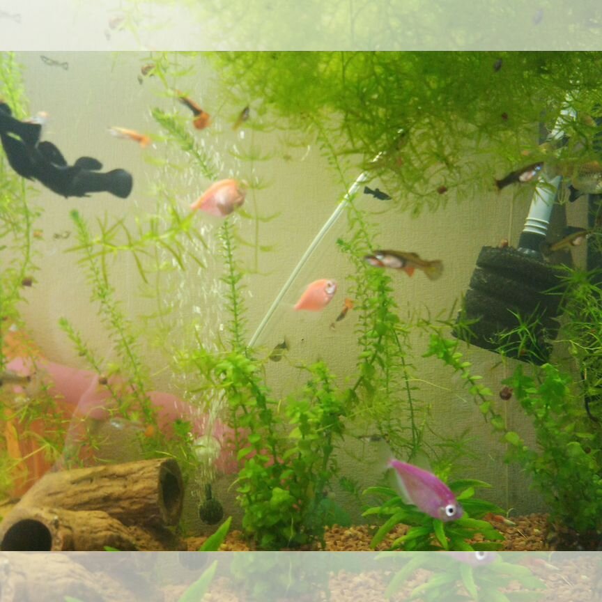 Аквариумные рыбки и растения