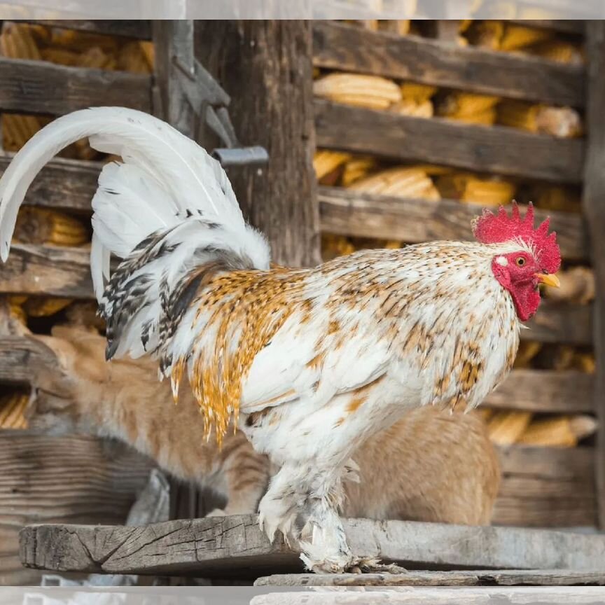 Куры несушки – яйца каждый день