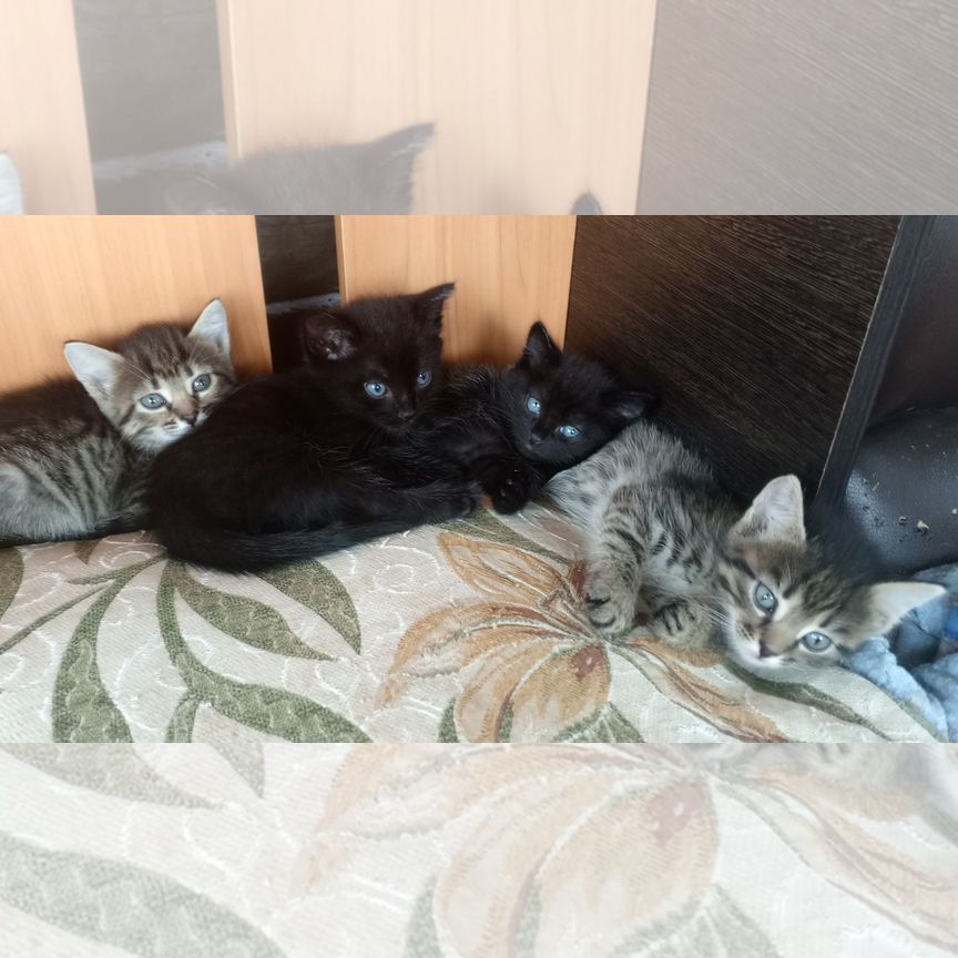Котята в добрые руки бесплатно