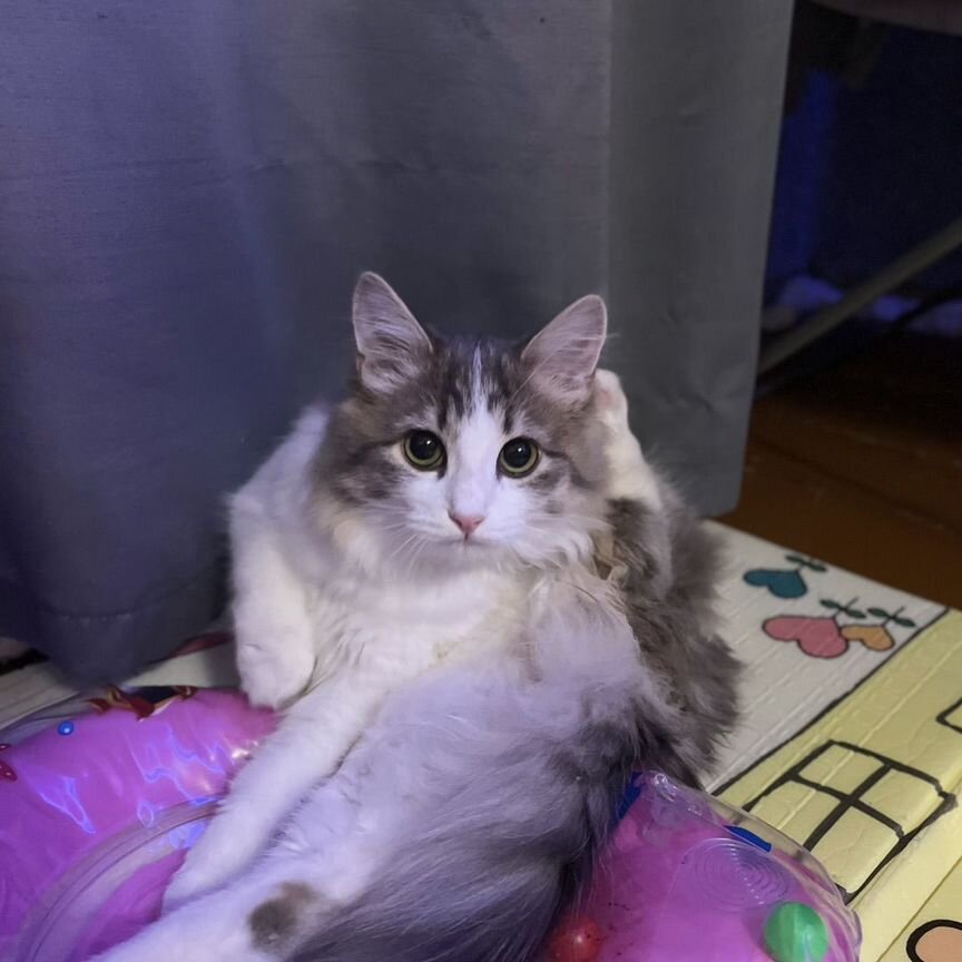 Котёнок в добрые руки