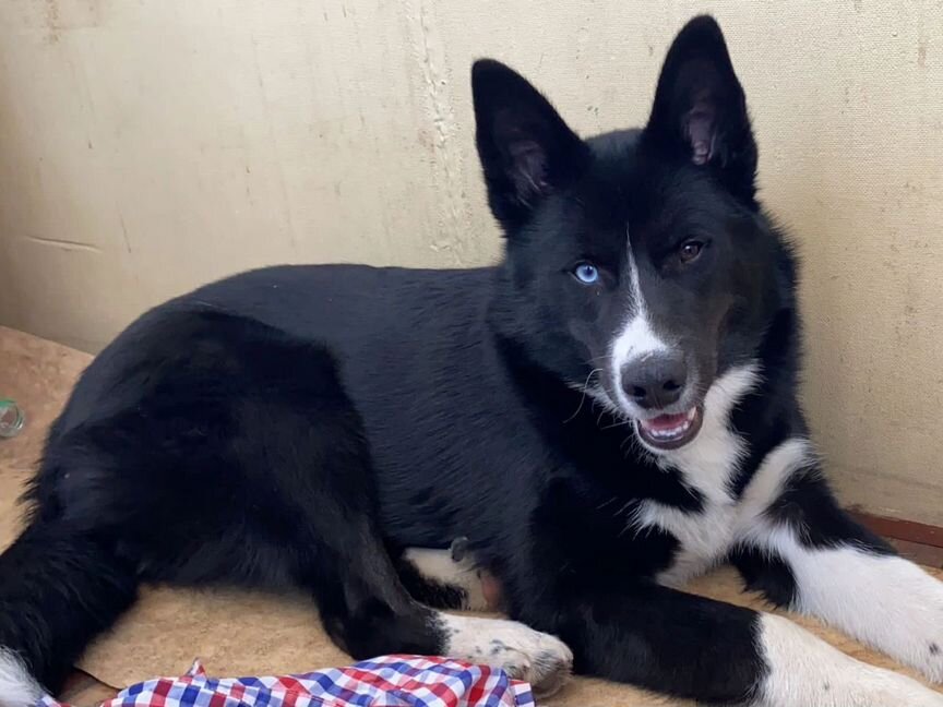 Метис (хаски и лайки)