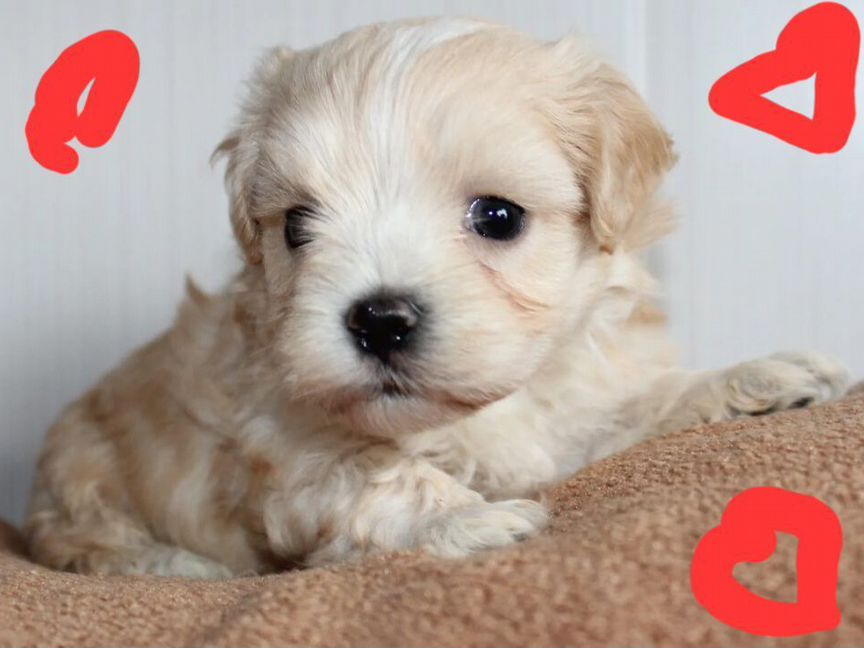 Болонки детки