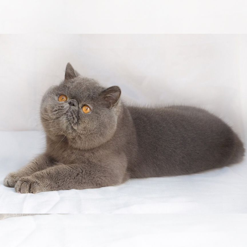 Экзотический кот
