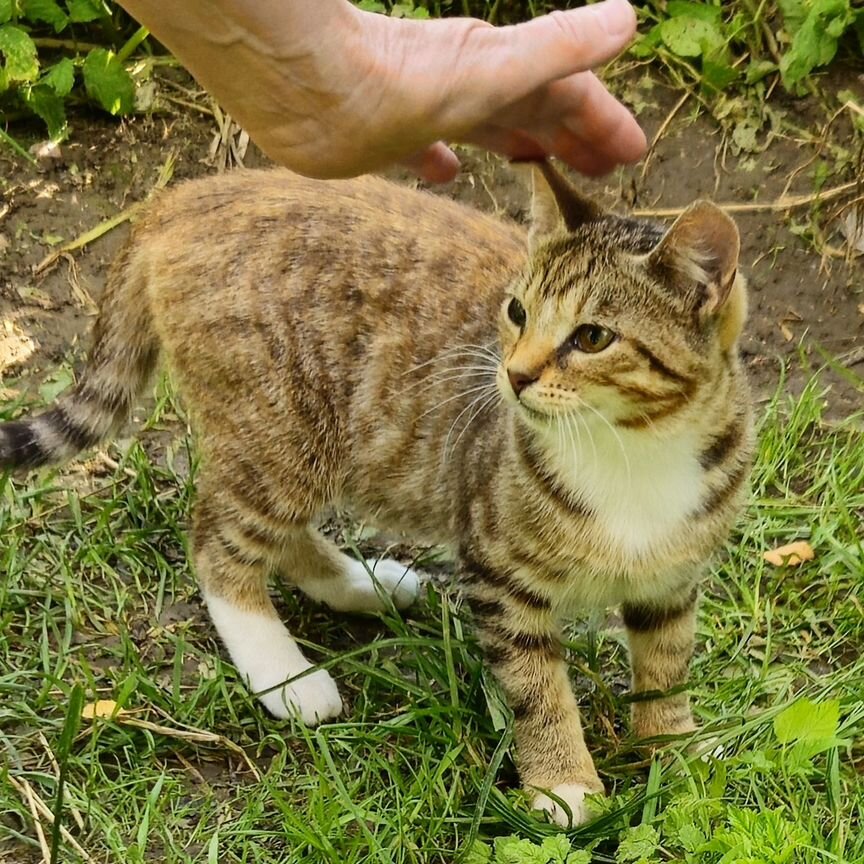 Котенок полосатый 3 мес в добрые руки