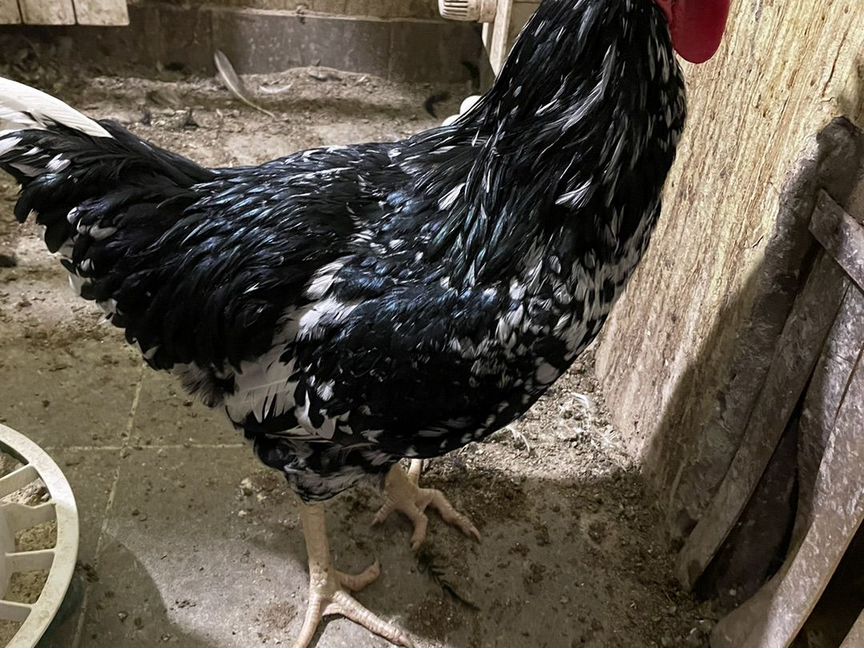 Петух Пита пинта Астуриана