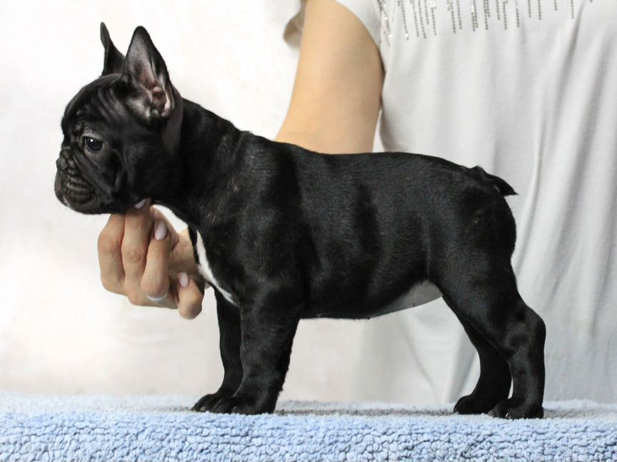Перспективная сука французского бульдога РКФ