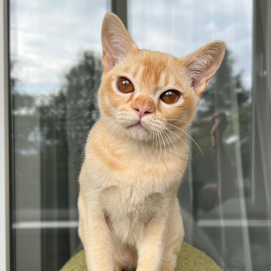 Красная бурма, рыжая бурма