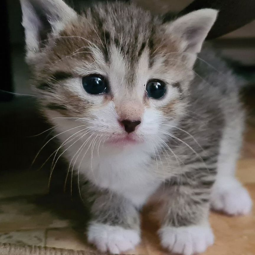 Отдам котёнка добрые руки