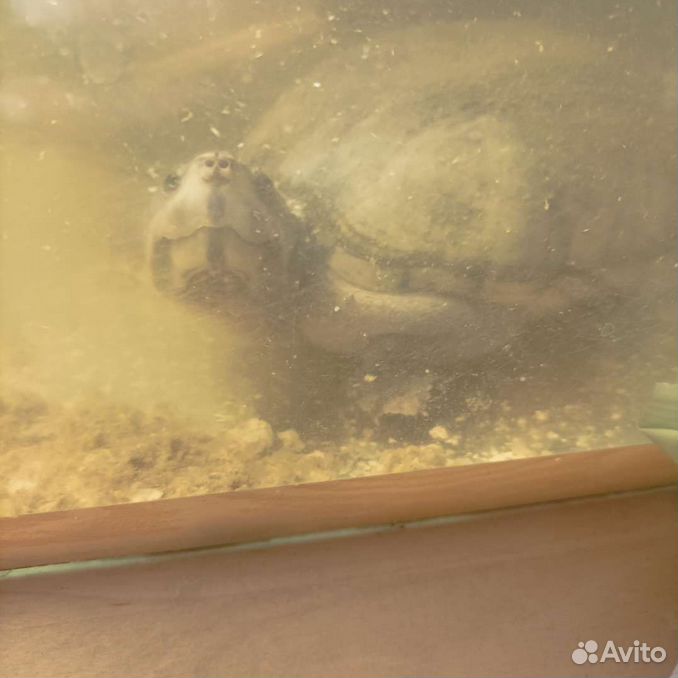 Мускусная черепаха